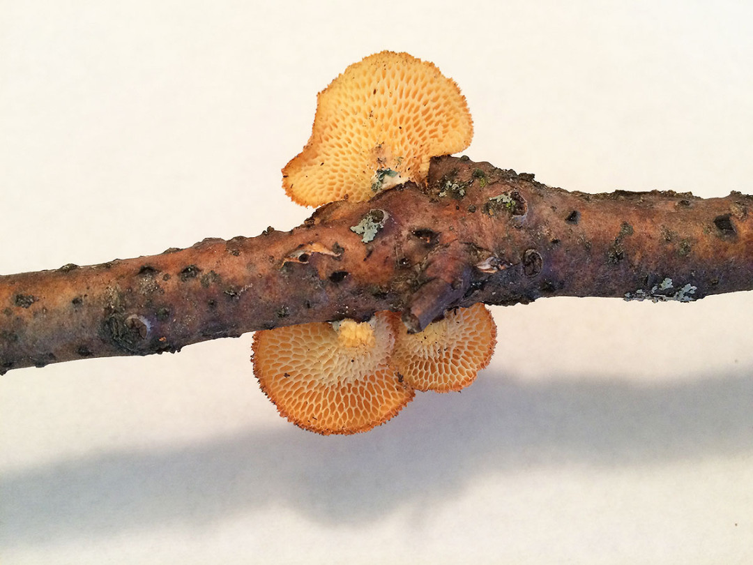 Polyporus alveolaris, Ontario | Meronwood