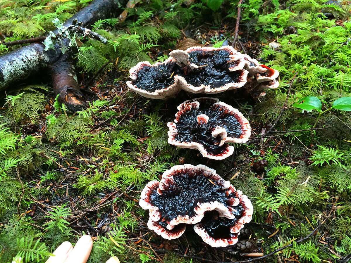 Teeth (Phellodon melaleucus) | Meronwood